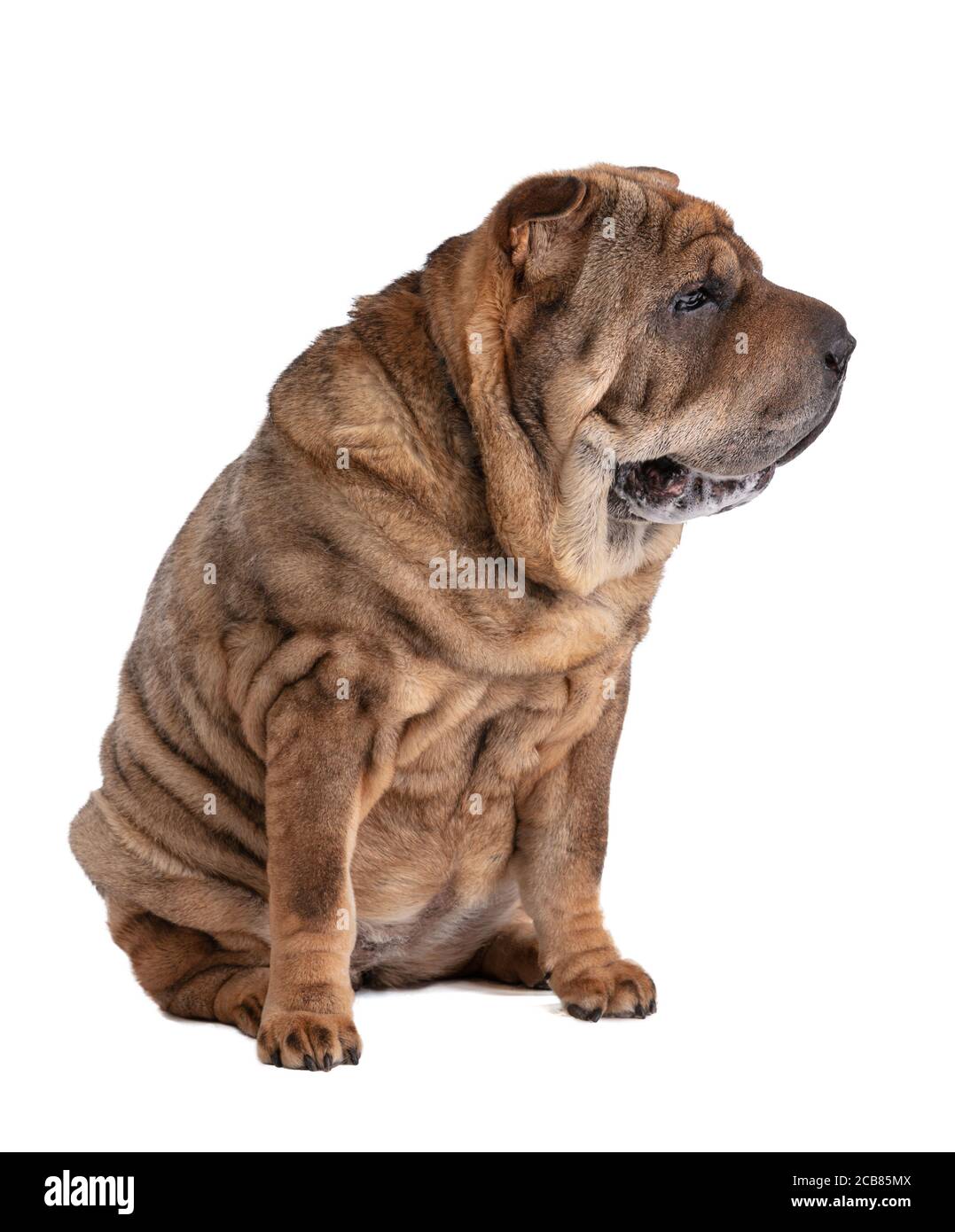 Old Shar-Pei (12 years old) isolated on white background Stock Photo ...