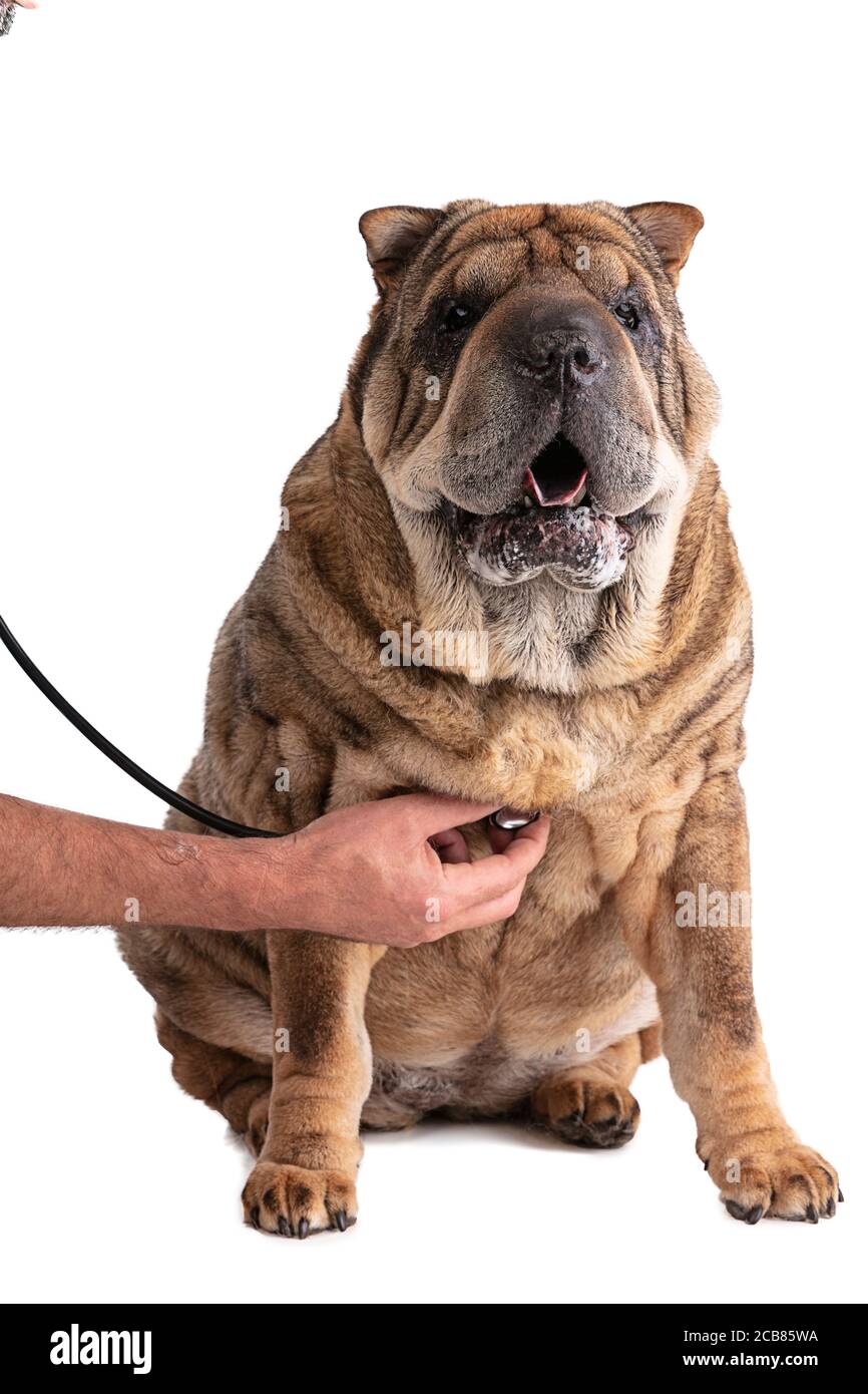 Old Shar-Pei (12 years old) with stethoscope isolated on white ...