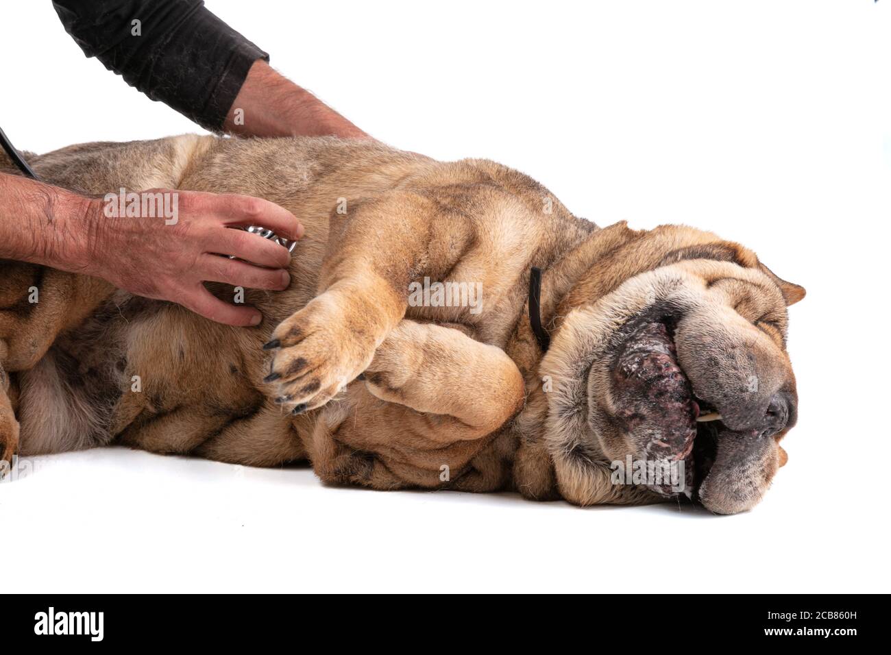 Old Shar-Pei (12 years old) with stethoscope isolated on white ...