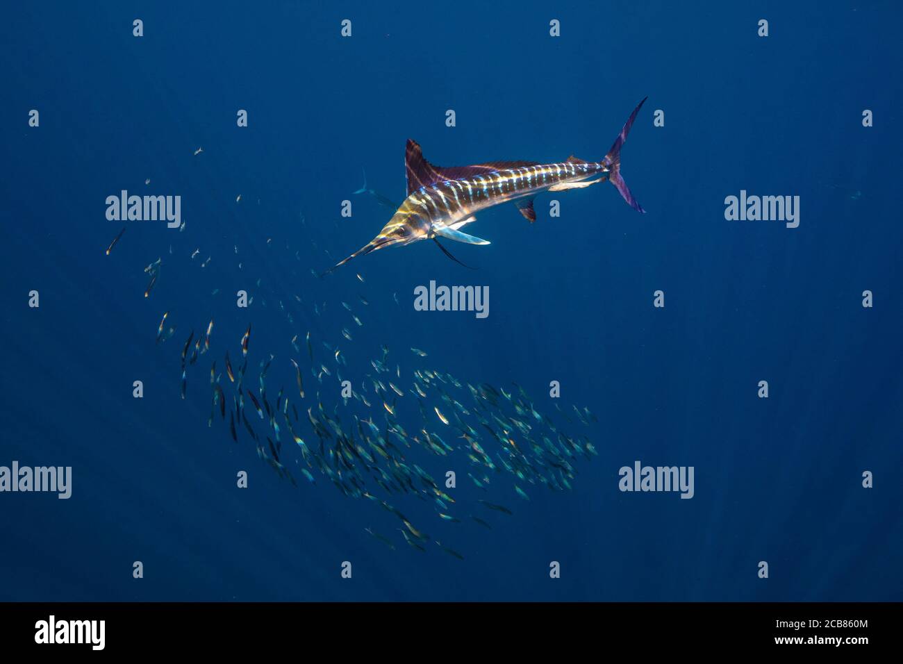 Stripped marlin hunting and feeding in a baitball in Magdalena Bay ...