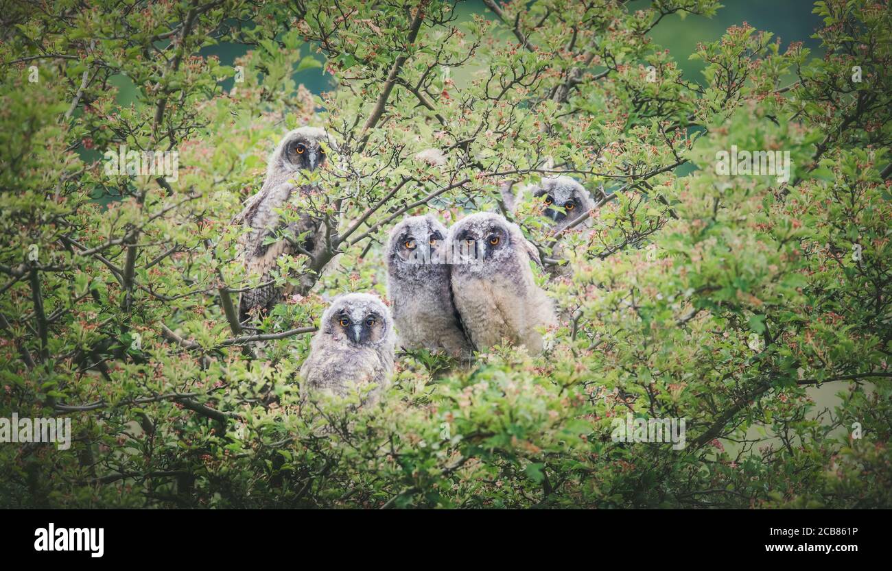 Long eared owl young sitting hi-res stock photography and images - Alamy