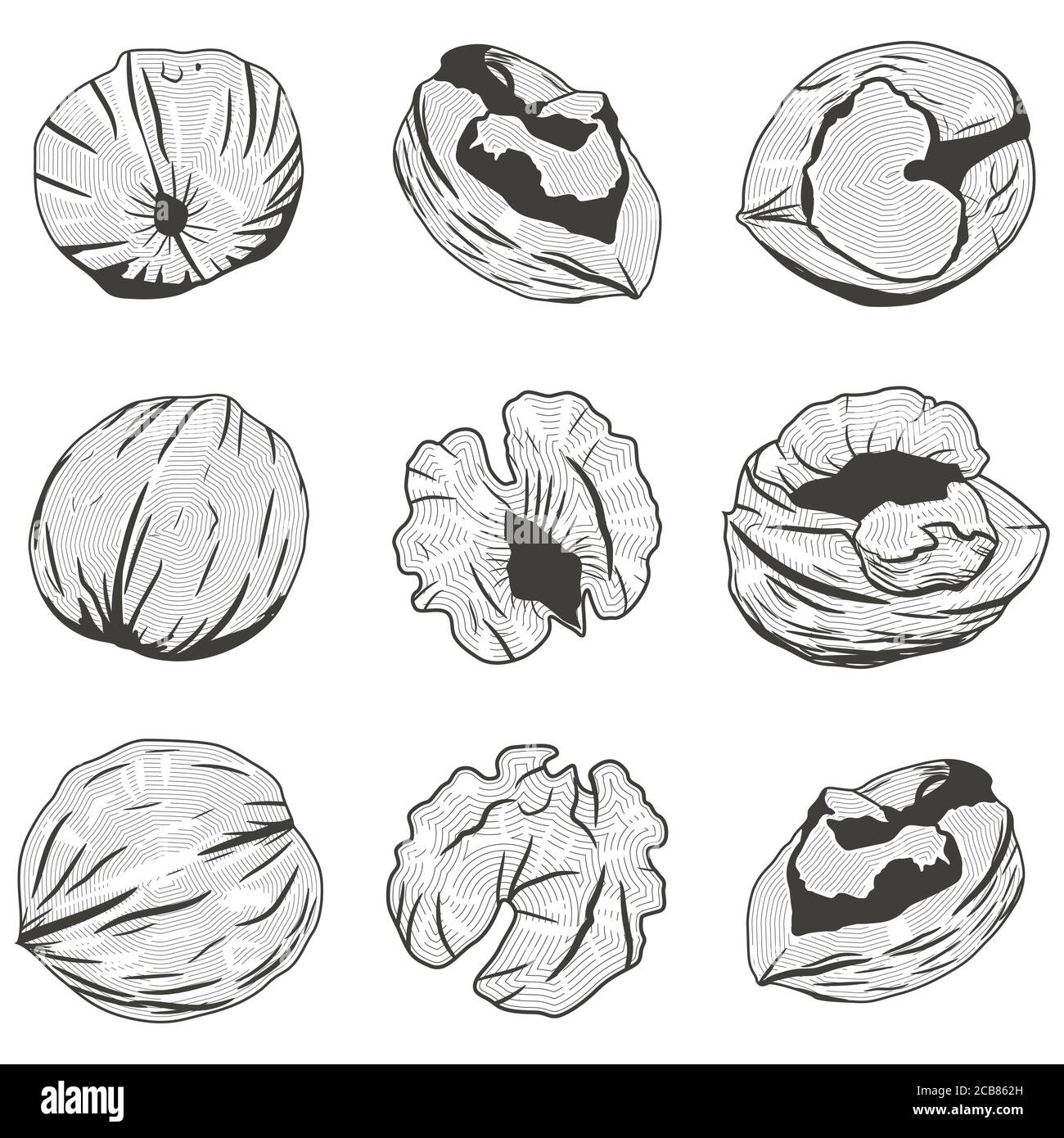 Walnut kernel on whole Stock Vector Images - Alamy