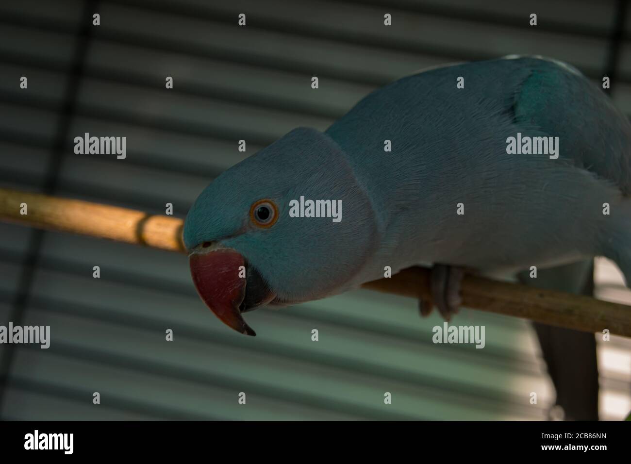 Blue exotic Parrot portrait background in his house, 2018 Stock Photo ...