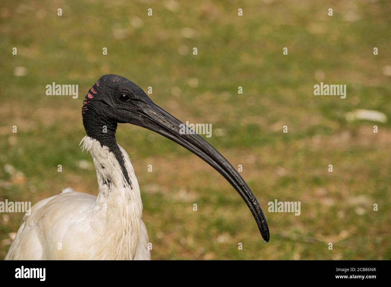 Australian White ibis ave photography and green background Stock Photo ...