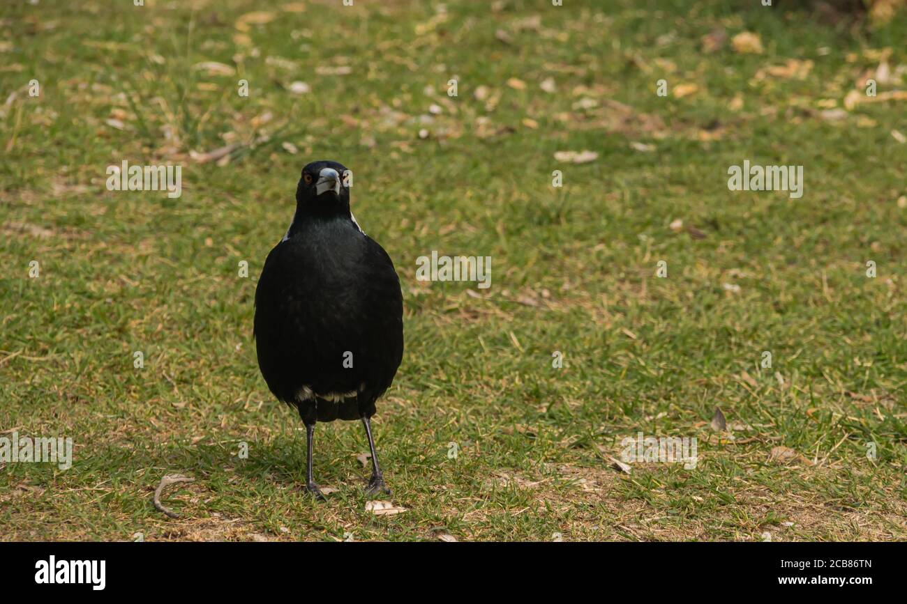 Australian bird wild photography scene and green background Stock Photo ...