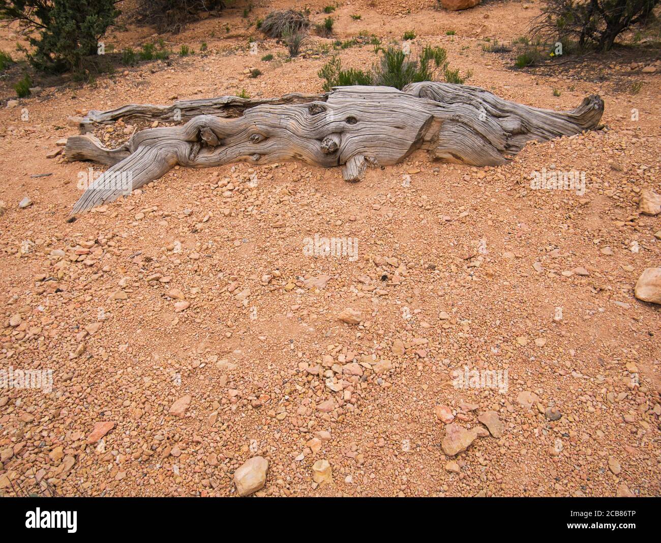 Dried tree shadows dried vegetation hi-res stock photography and images ...