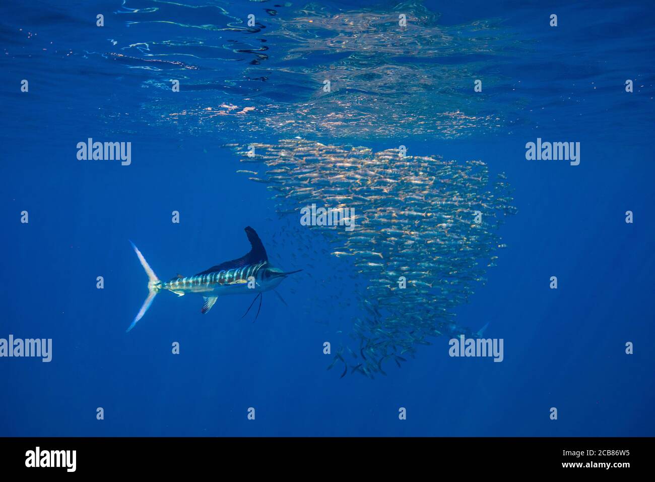 Stripped marlin hunting and feeding in a baitball in Magdalena Bay ...