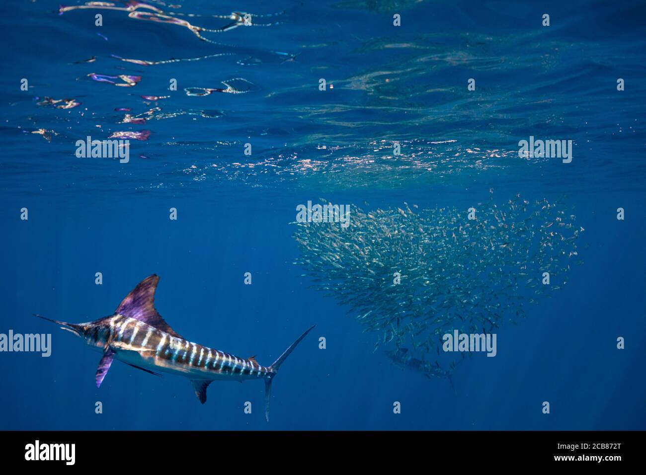 Stripped marlin hunting and feeding in a baitball in Magdalena Bay ...