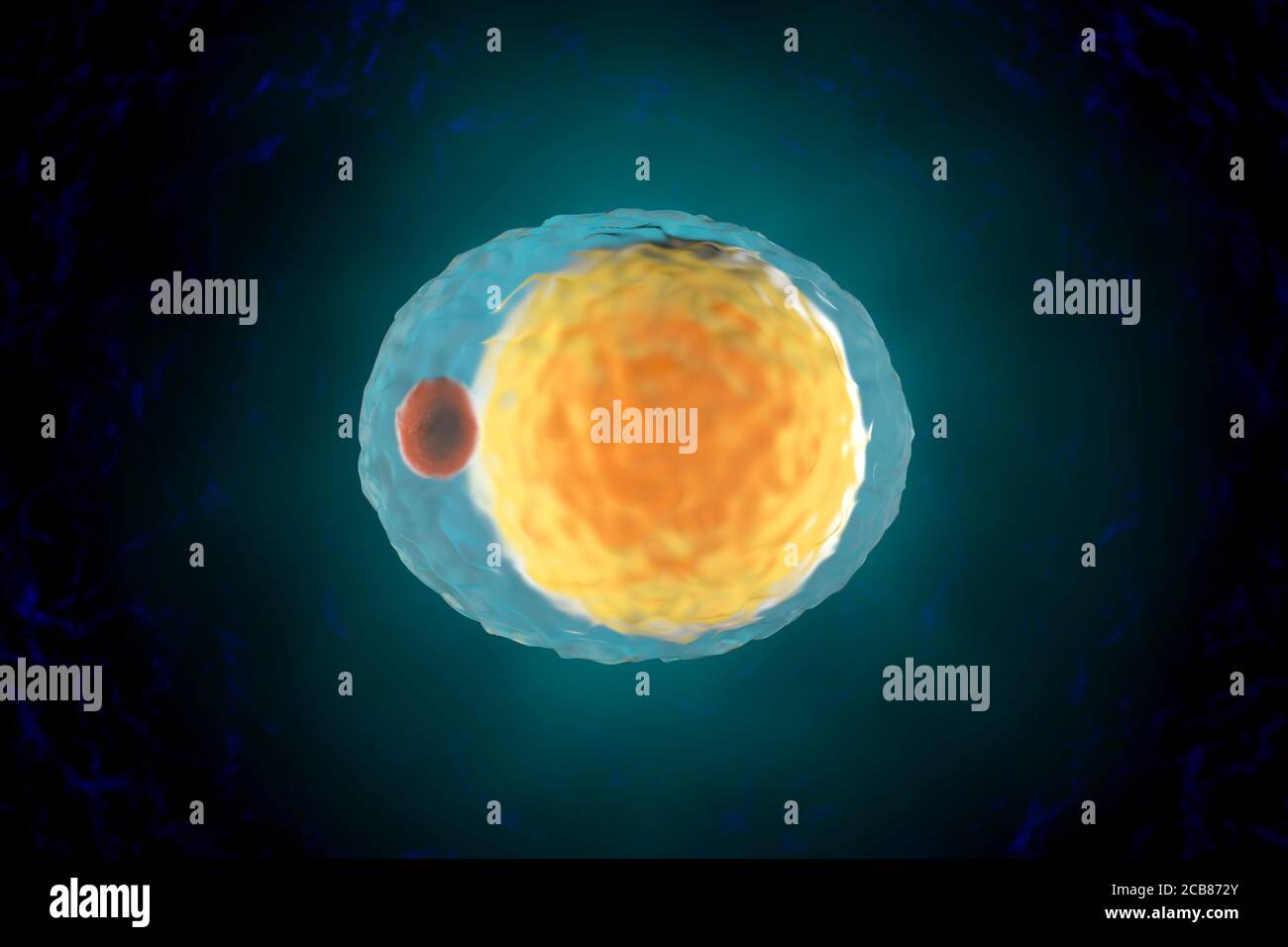 Fat Cell High Resolution Stock Photography and Images - Alamy