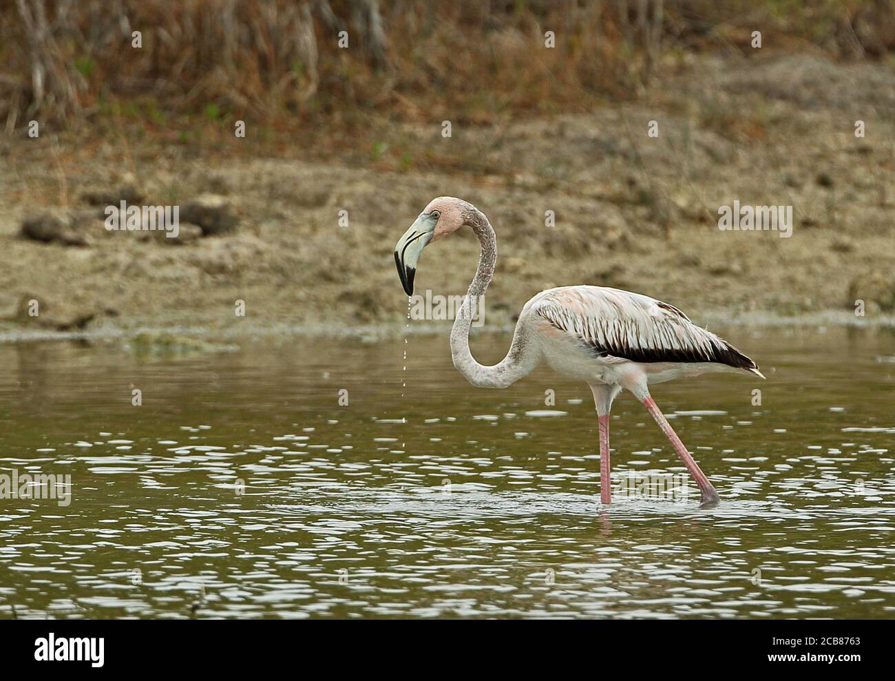 Caribbean Flamingo (Phoenicopterus ruber) immature walking with water ...
