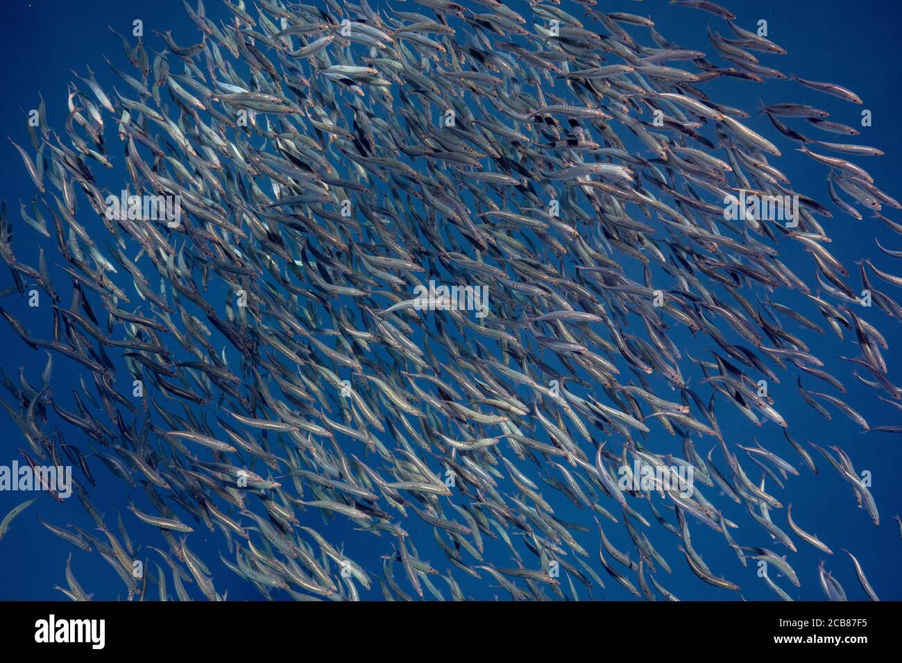 Bait ball of sardines and Mackerel in Magadalena Bay, Baja California ...