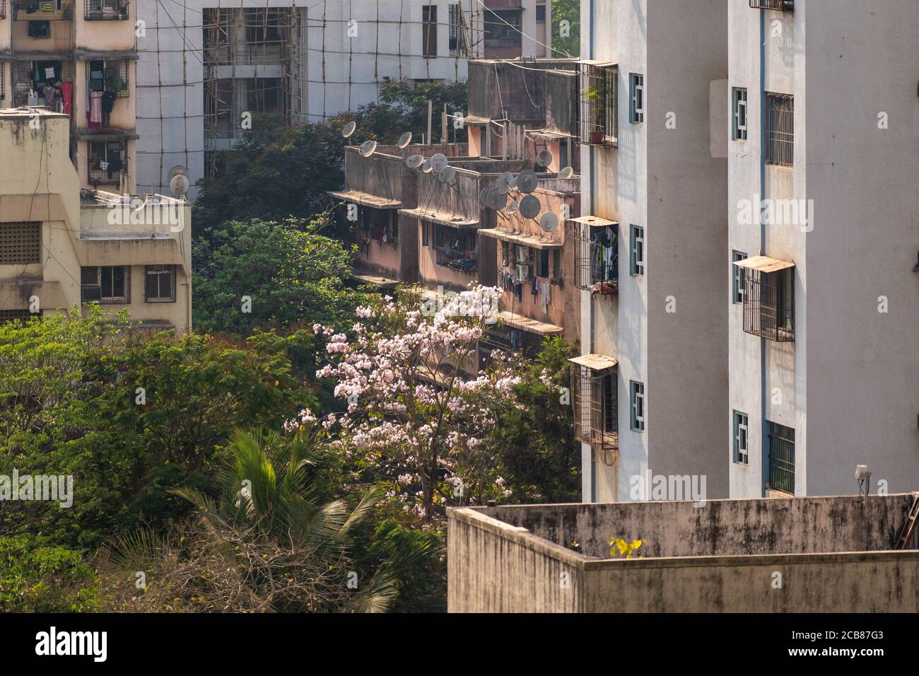Cherry tree india hi-res stock photography and images - Alamy