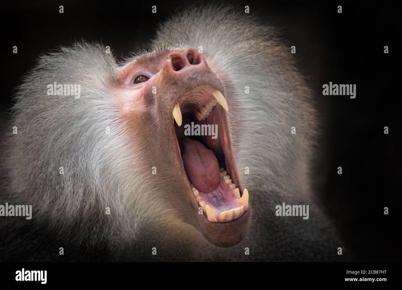 Papio hamadryas or the baboon roars with its mouth open, sharp teeth are visible, it is all on a ...