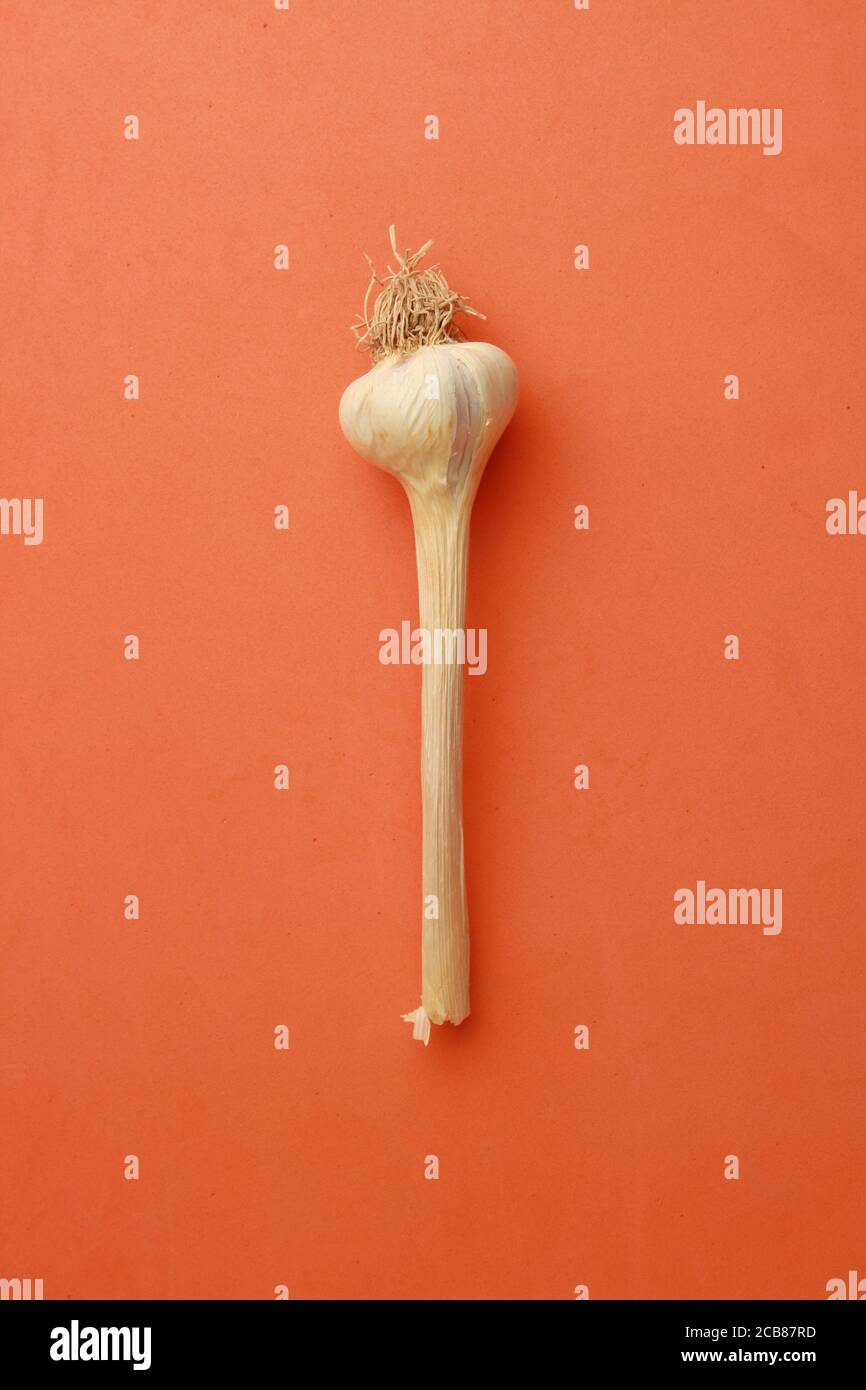 Vertical shot of fresh raw garlic on an orange surface Stock Photo - Alamy
