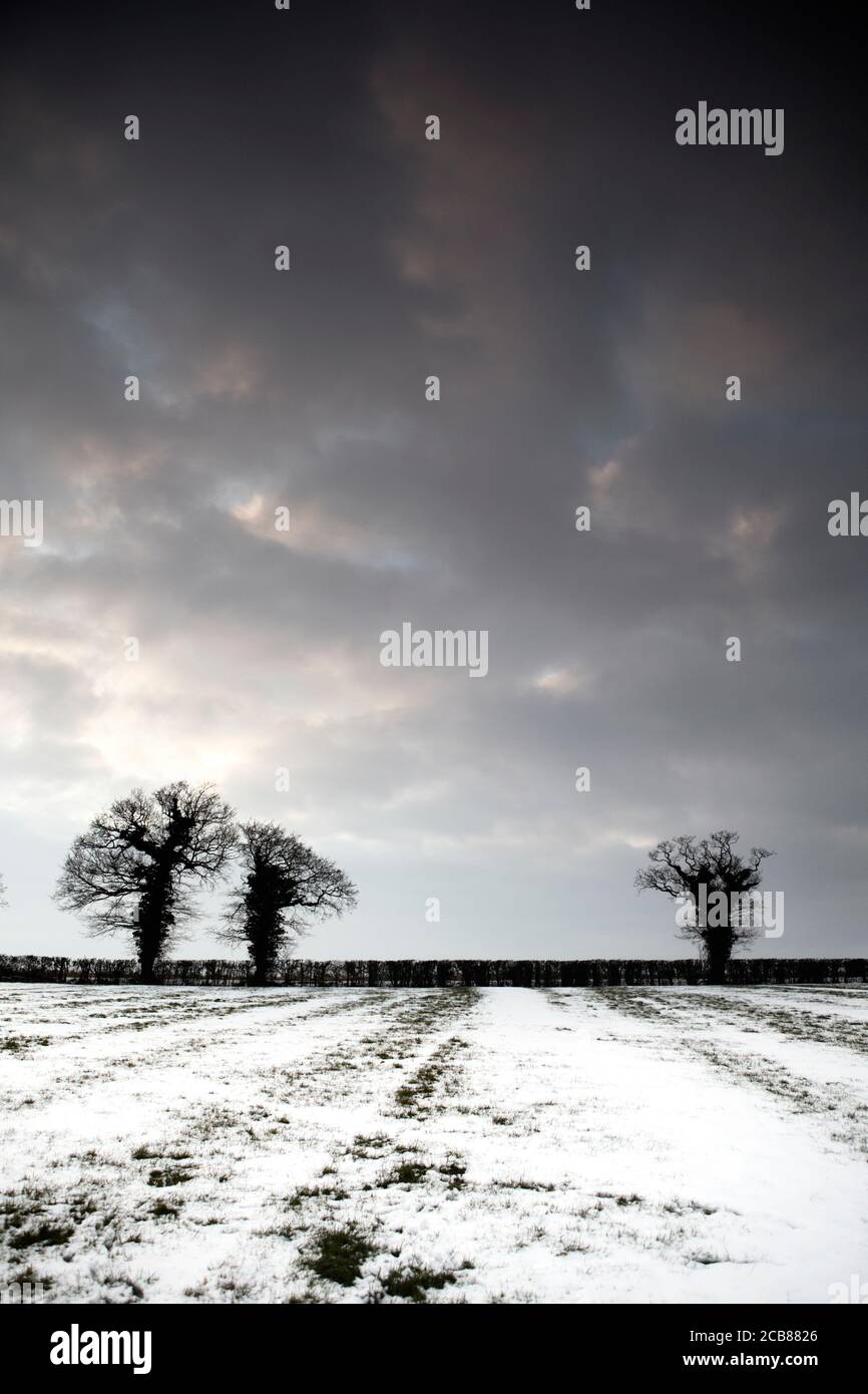 Snow scene with winter trees at dusk Stock Photo - Alamy