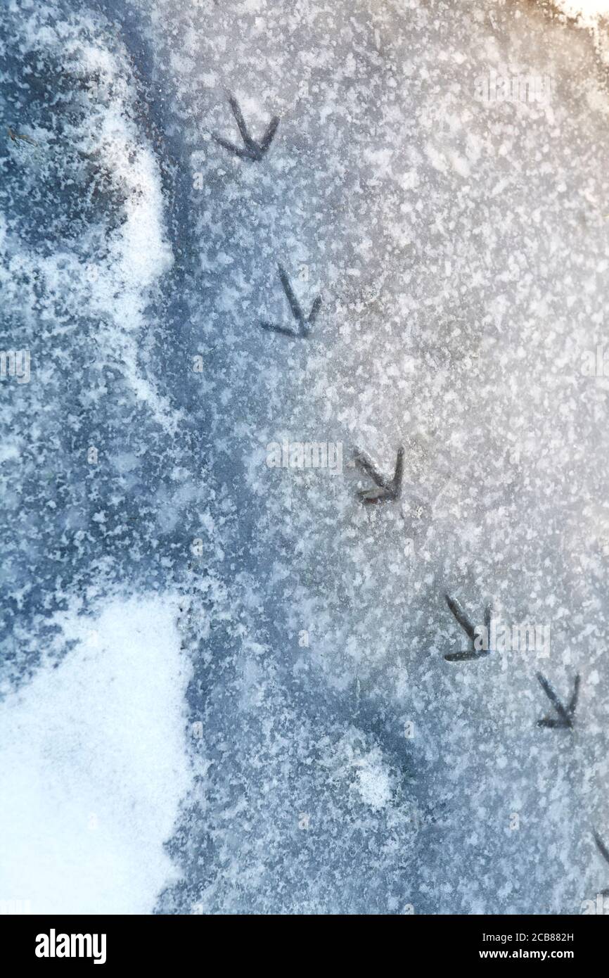 Bird footprint hi-res stock photography and images - Alamy