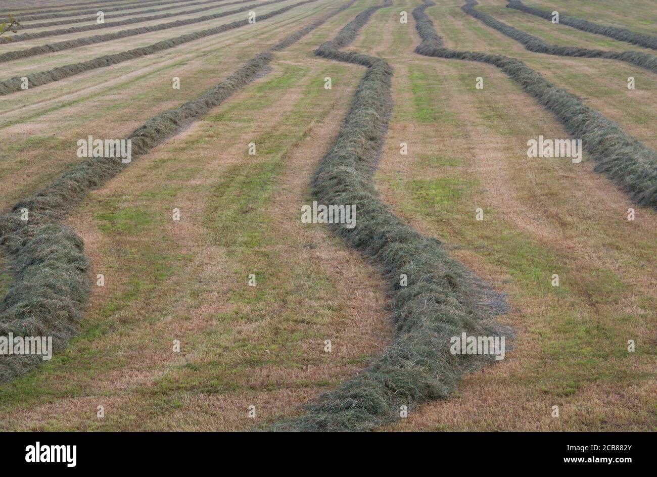 Grassland with raked mown grass for haymaking Stock Photo - Alamy