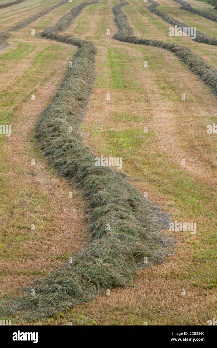Grassland with raked mown grass for haymaking Stock Photo - Alamy