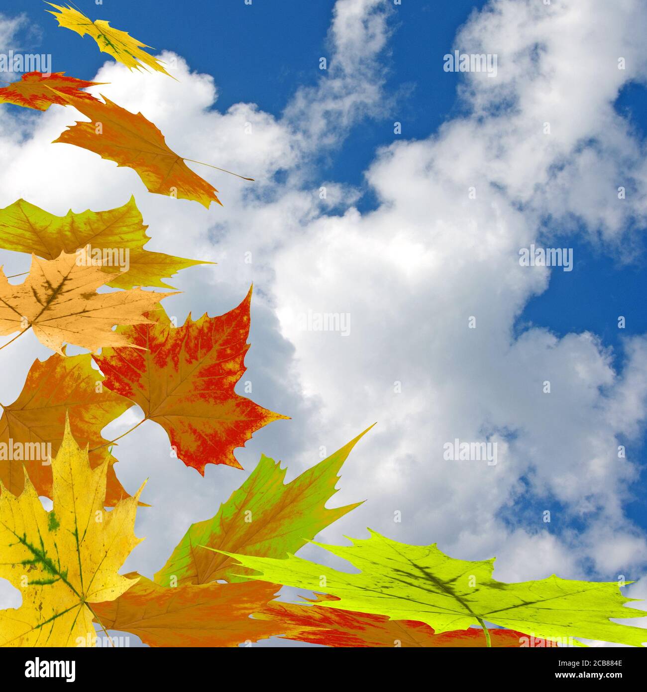 Falling maple leaf hi-res stock photography and images - Alamy
