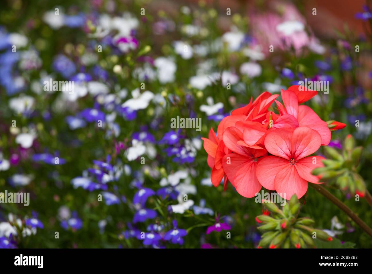 Salmon pink geranium flower with lobelia in the background Stock Photo ...