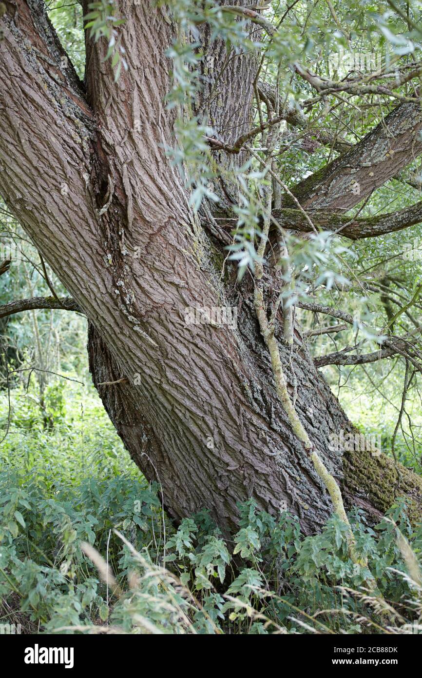 Willow Tree Bark High Resolution Stock Photography and Images - Alamy