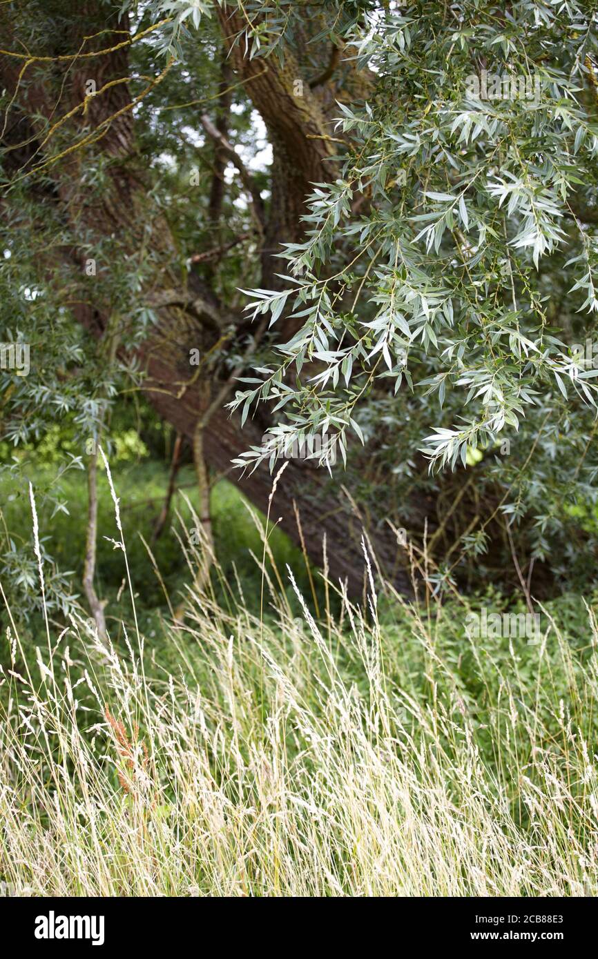 Willow Tree Bark High Resolution Stock Photography and Images - Alamy
