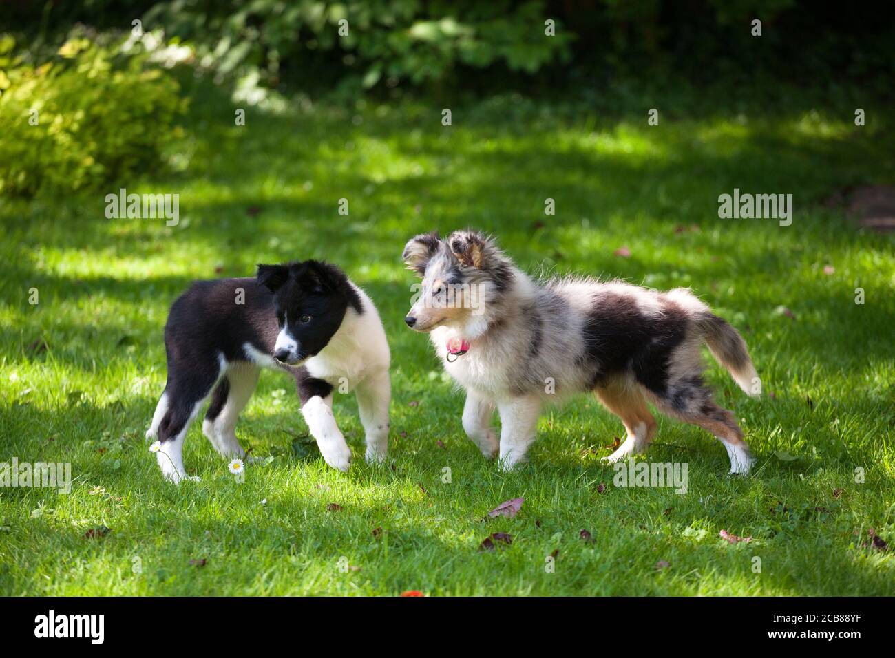 Border collie and Sheltie Puppies out of doors Stock Photo - Alamy
