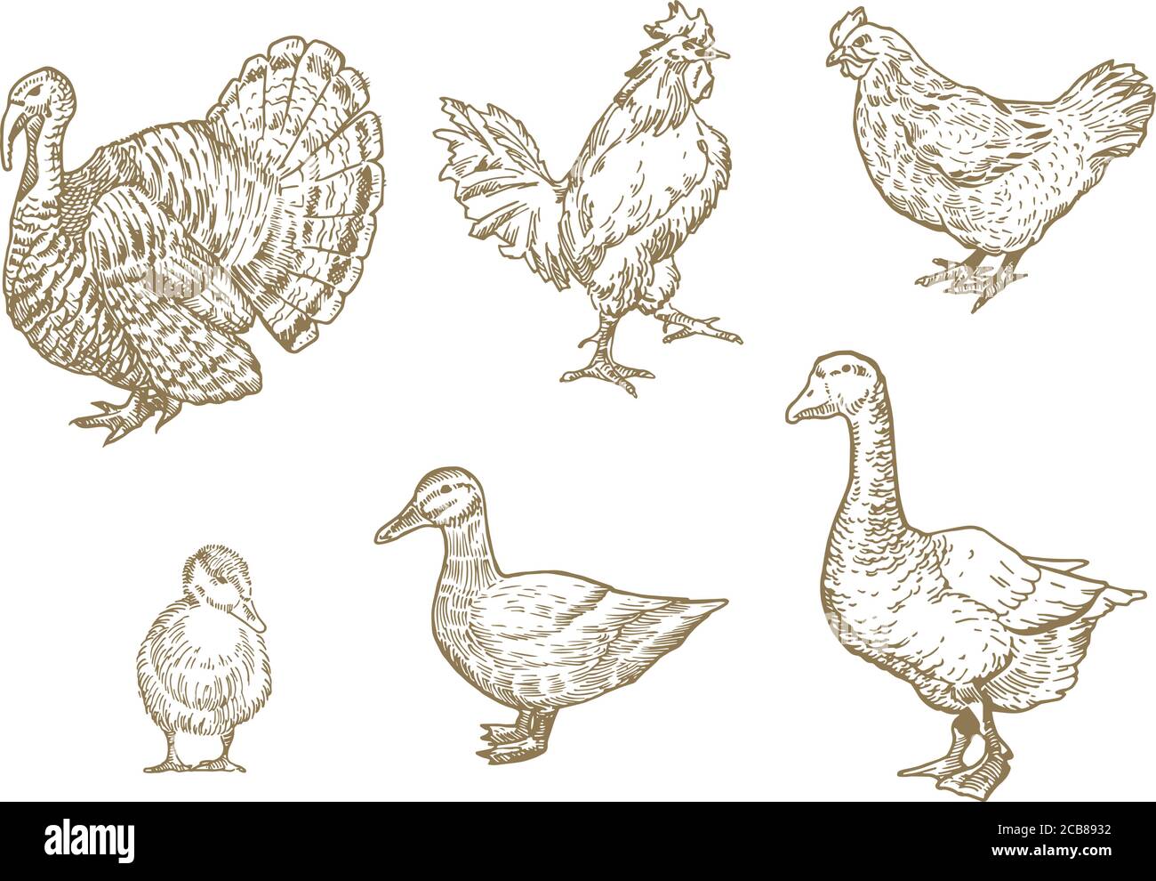 Hand Drawn Domestic Birds Set. A Collection of Poultry Farm Sketches ...