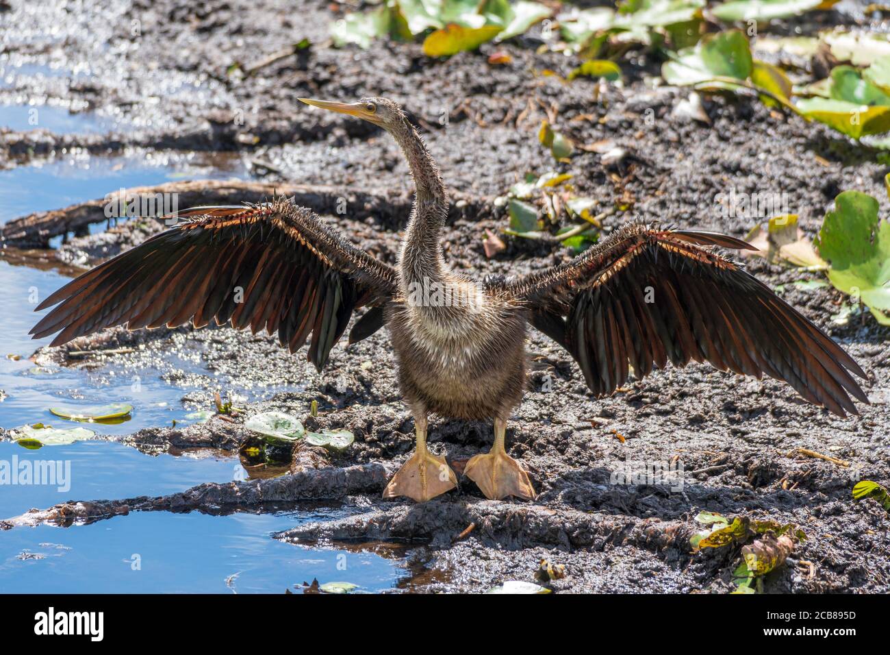 Anhinga with wet feathers, sunning with wings spread - Long Key Natural ...
