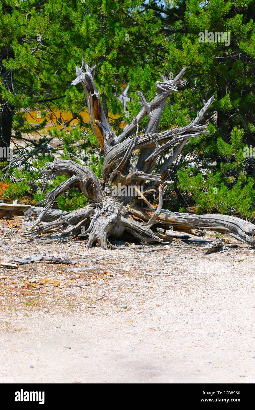 Lodgepole Pine Roots Stock Photo - Alamy