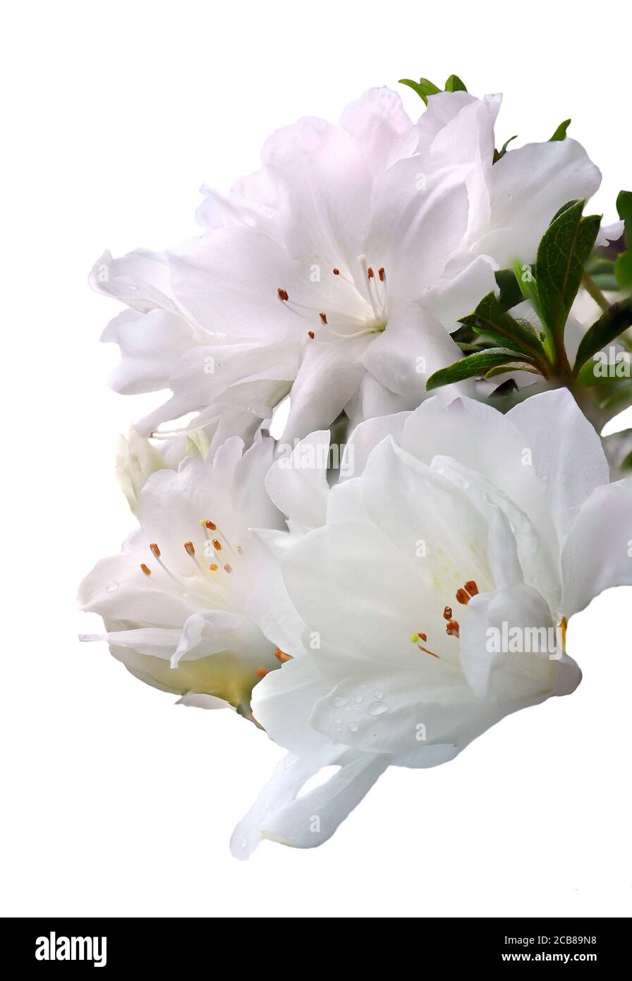 Three Beautiful Focus Stacked White Azaleas Isolated on White Stock ...