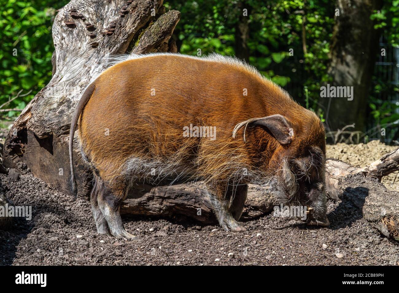 Red river hog, Potamochoerus porcus, also known as the bush pig. This ...