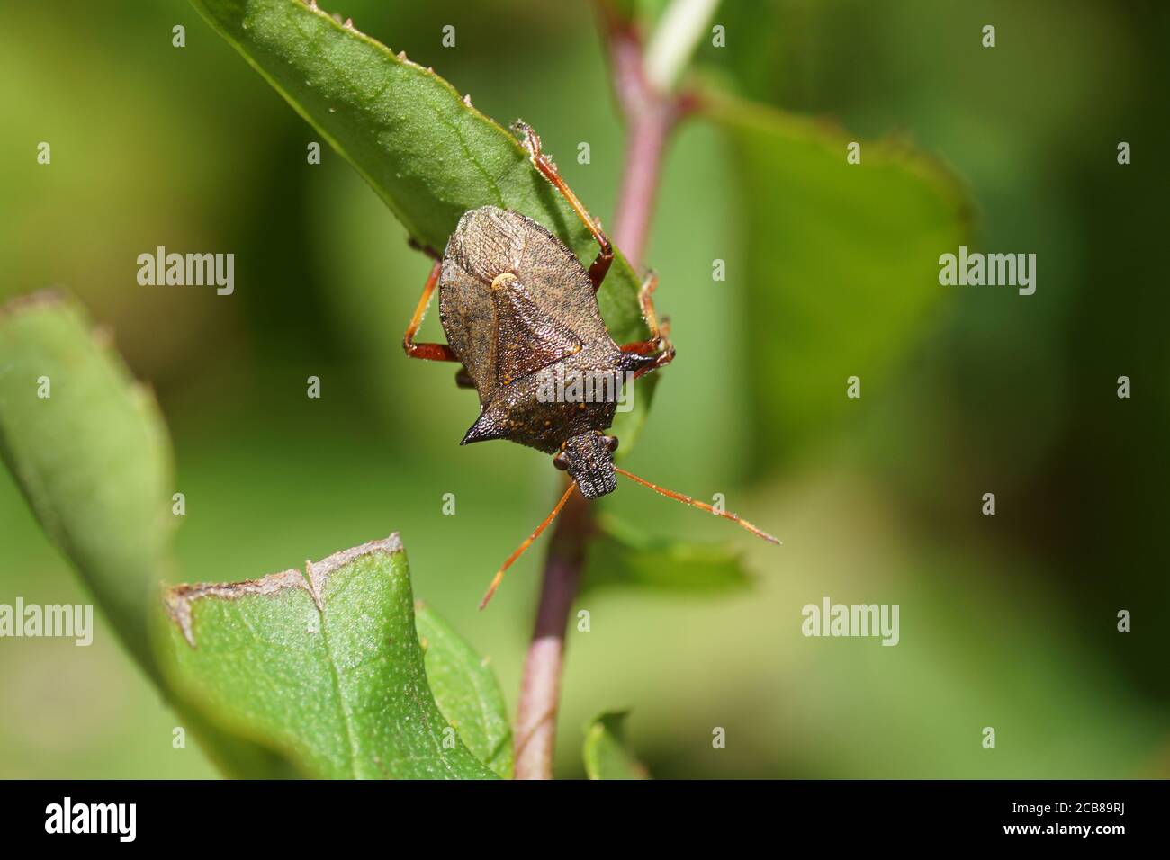 Spiked shield bug hi-res stock photography and images - Alamy