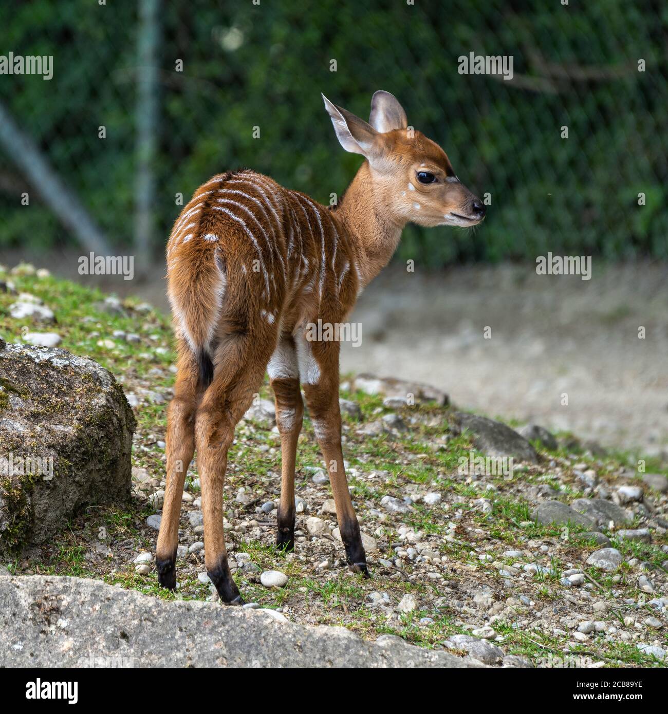 A young baby nyala. Tragelaphus angasii is a spiral-horned antelope ...