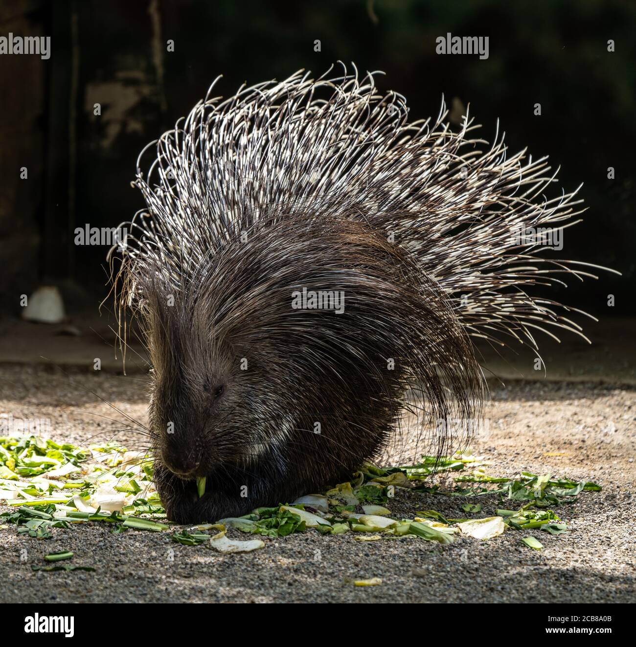 The Indian crested Porcupine, Hystrix indica or Indian porcupine, is a ...