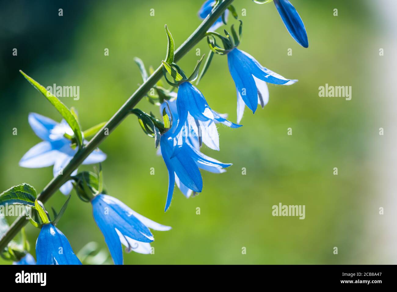flowers beautiful blue bells on a background of grass Stock Photo - Alamy