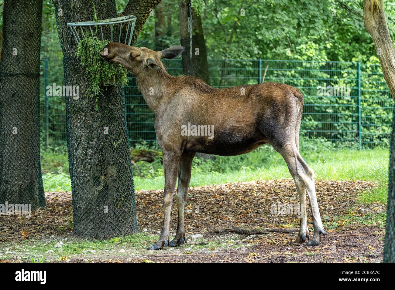 European Moose, Alces alces, also known as the elk. Wild life animal ...