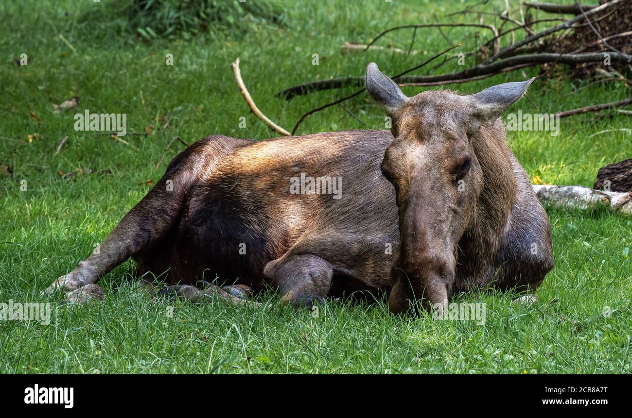European Moose, Alces alces, also known as the elk. Wild life animal ...