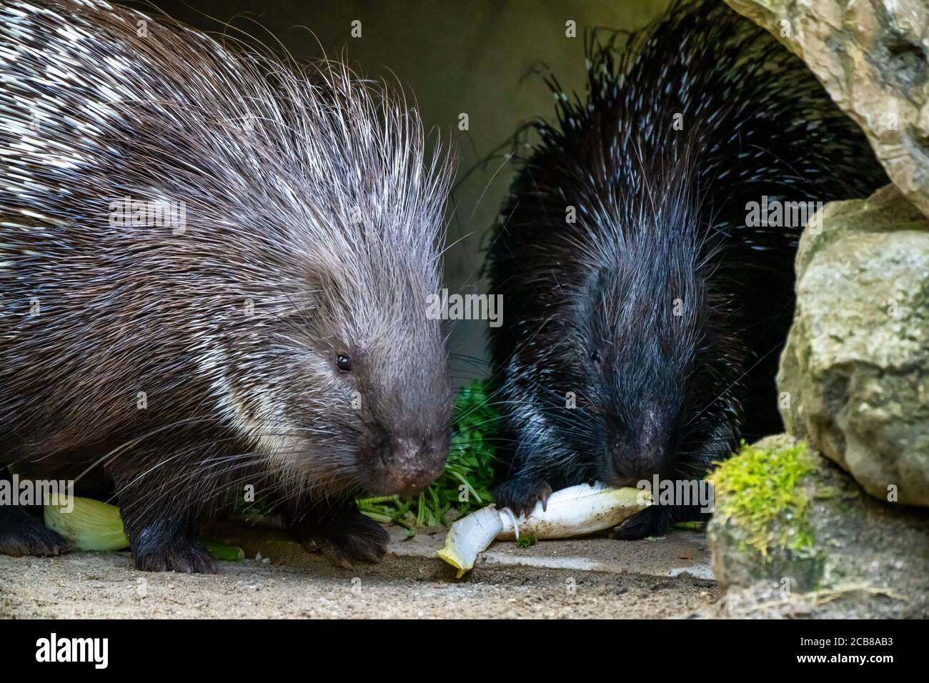 The Indian crested Porcupine, Hystrix indica or Indian porcupine, is a ...