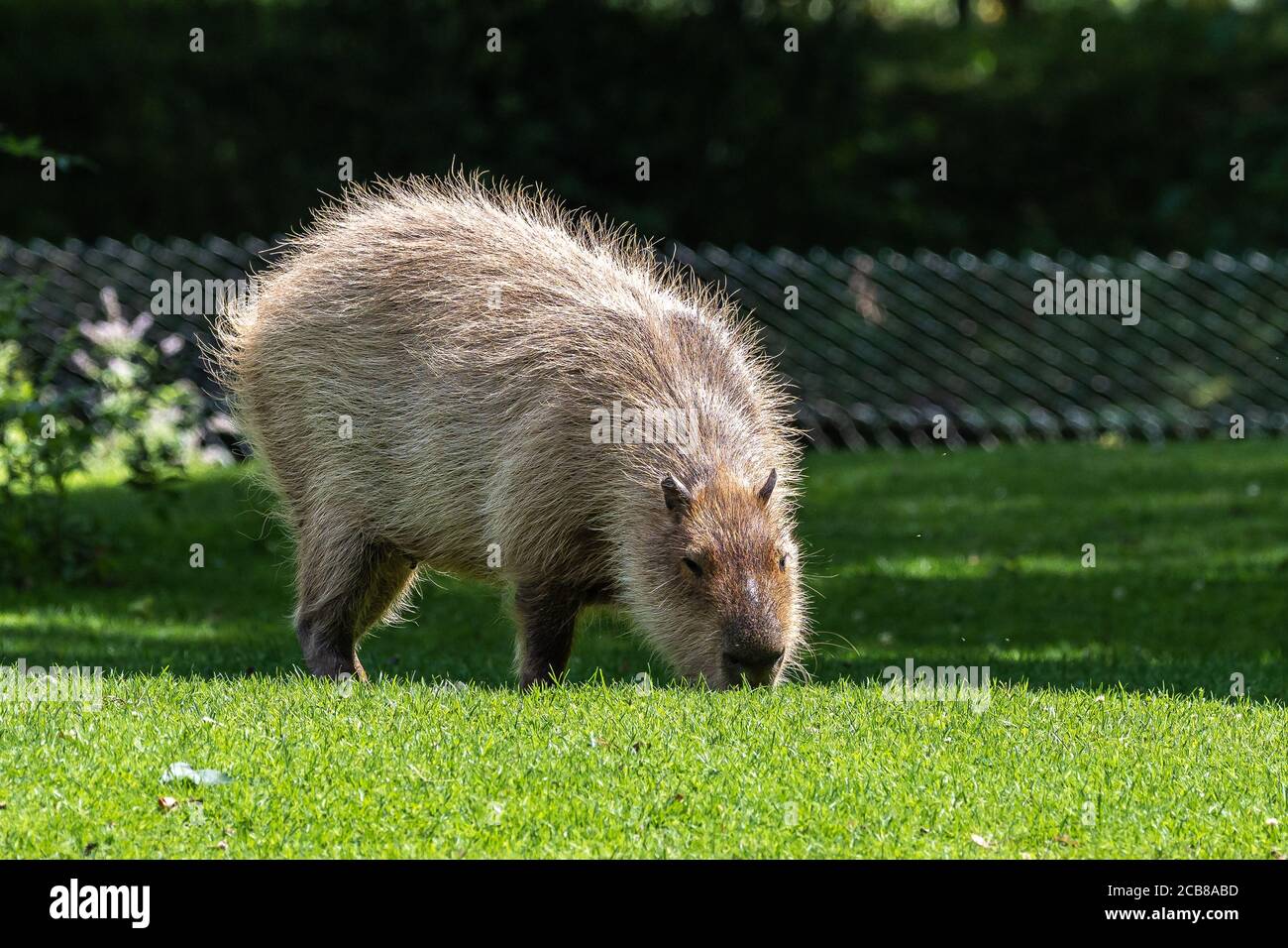 The capybara, Hydrochoerus hydrochaeris is a mammal native to South ...