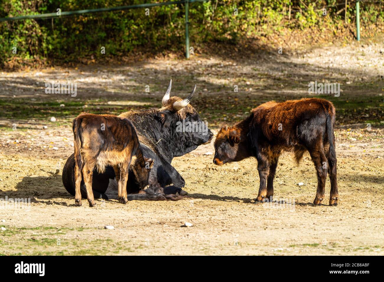 Heck cattle, Bos primigenius taurus, claimed to resemble the extinct ...