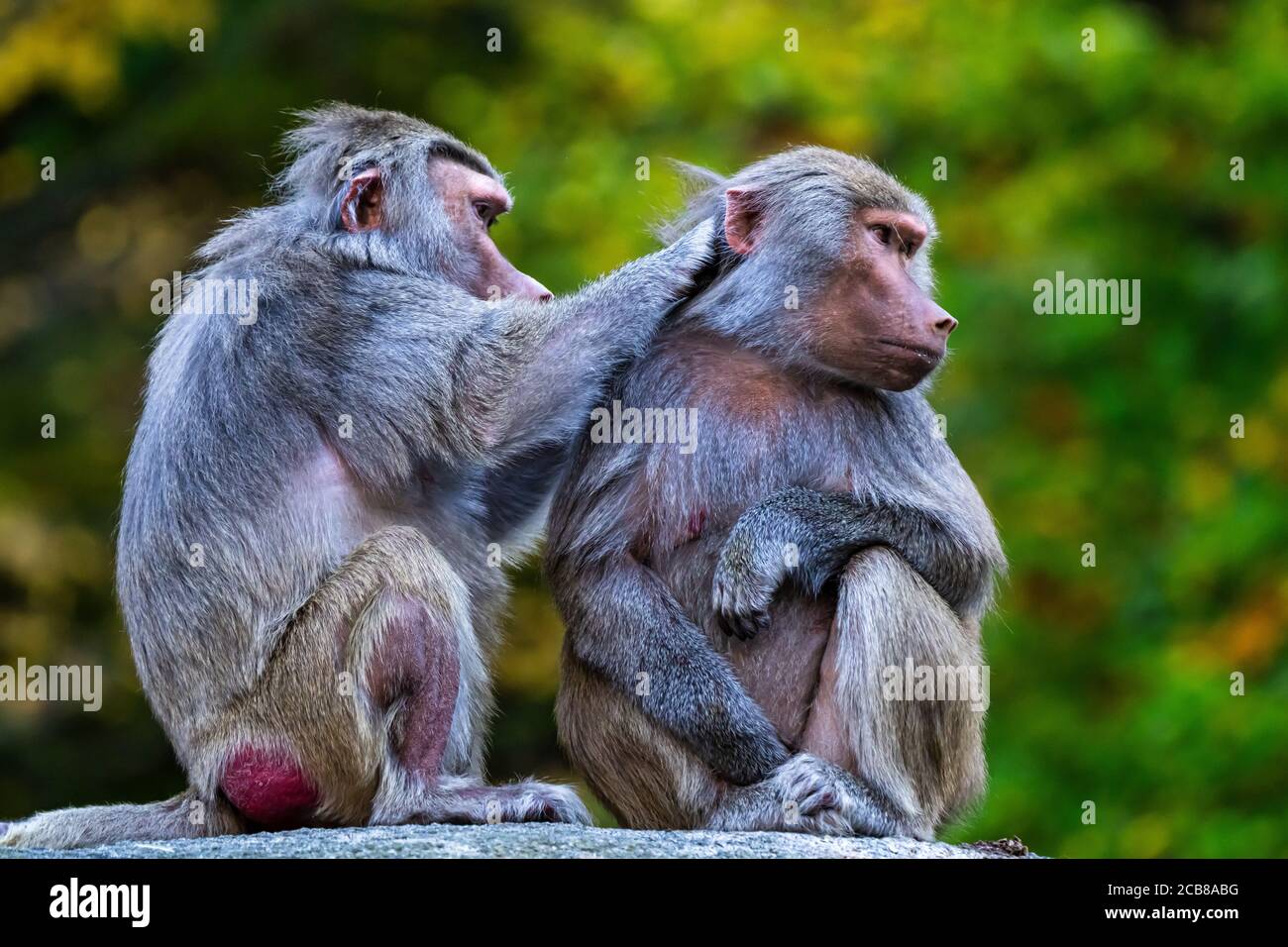 The hamadryas baboon, Papio hamadryas is a species of baboon, being ...