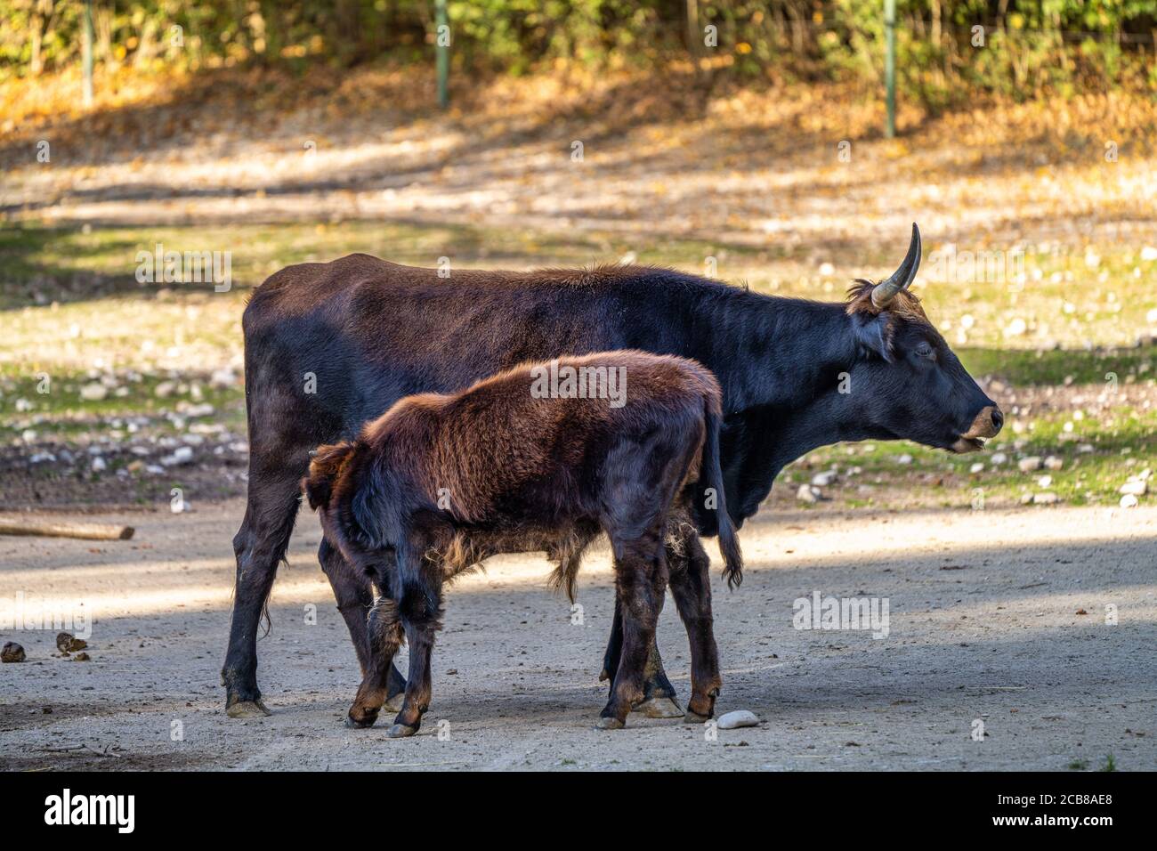 Heck cattle, Bos primigenius taurus, claimed to resemble the extinct ...