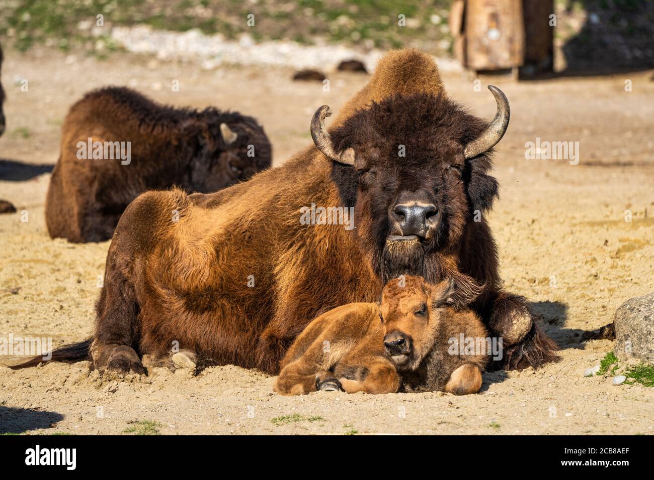 The American bison or simply bison, also commonly known as the American ...