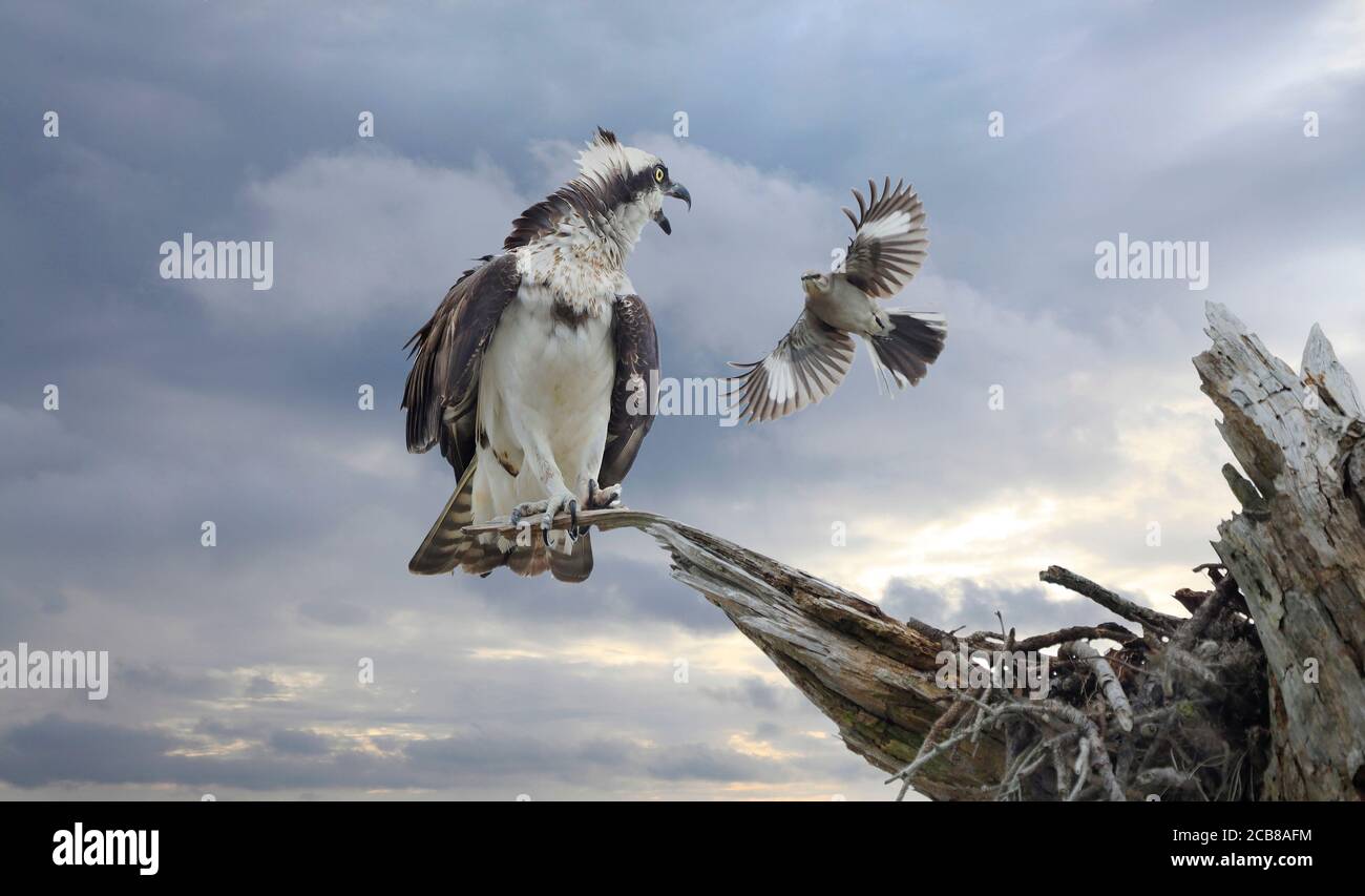 A Mocking Bird Attacks an Osprey at It's Nest as the Sun Set with Rain ...