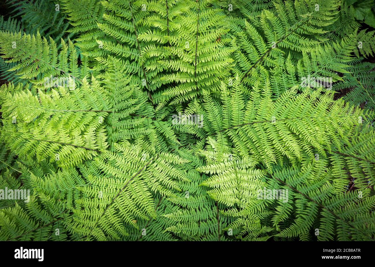 background which the structure of bracken, the best photo Stock Photo ...