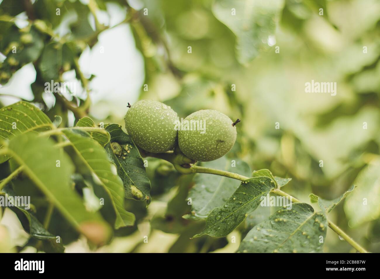 Walnut fruit growing on a walnut tree Stock Photo - Alamy