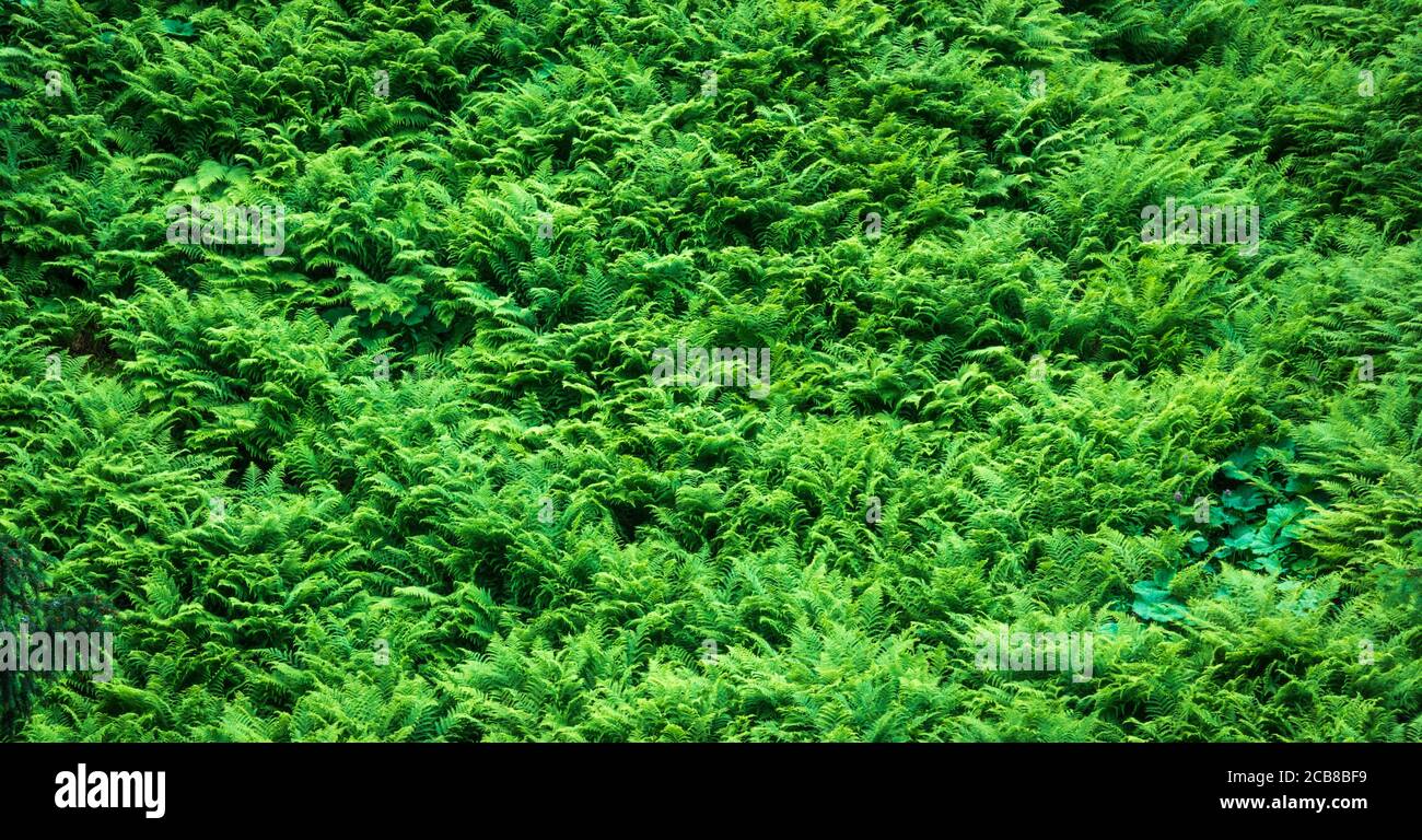 background which the structure of bracken, the best photo Stock Photo ...