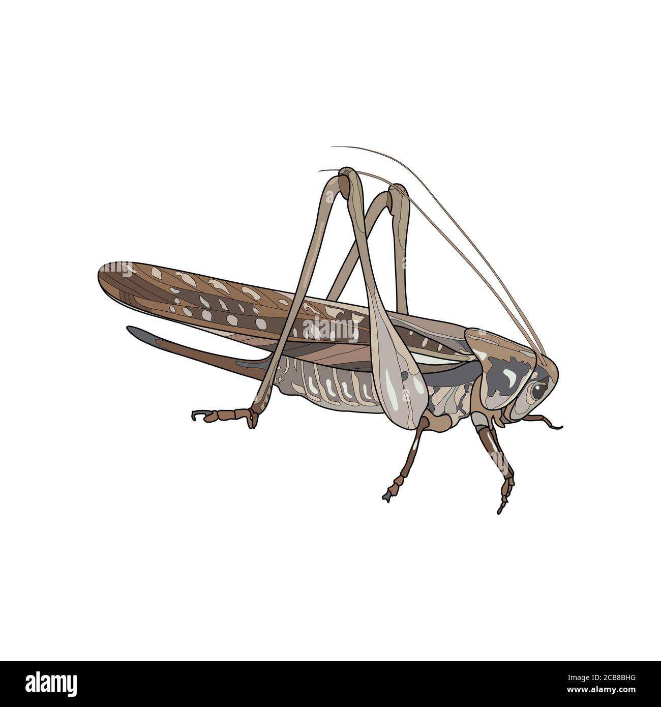Locust cartoon illustration hi-res stock photography and images - Alamy