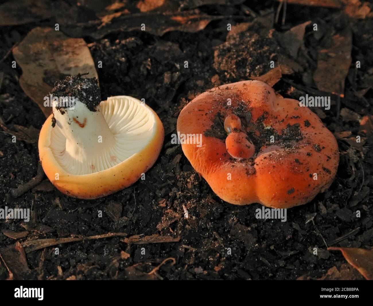 Mushrooms are a form of fungi found in natural settings around the ...